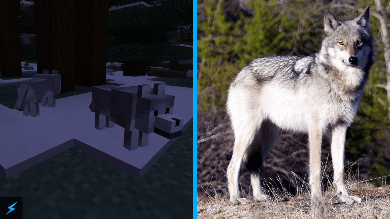 Every New Wolf In Minecraft 1.21 | Shockbyte